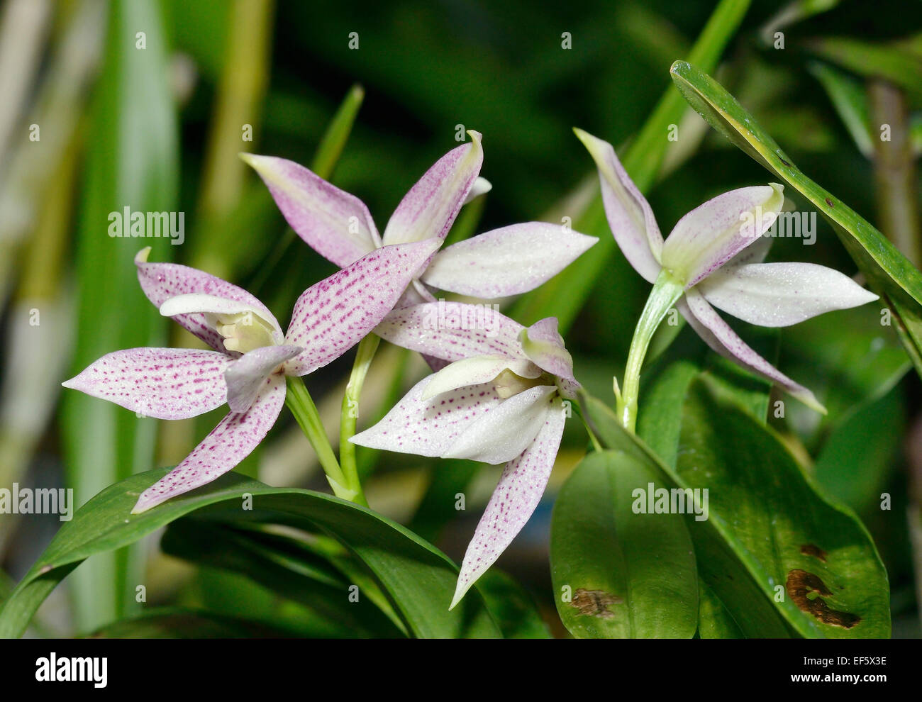 Garcia's Prostechea Orchid - Prosthechea garciana From Cloud Forests of ...