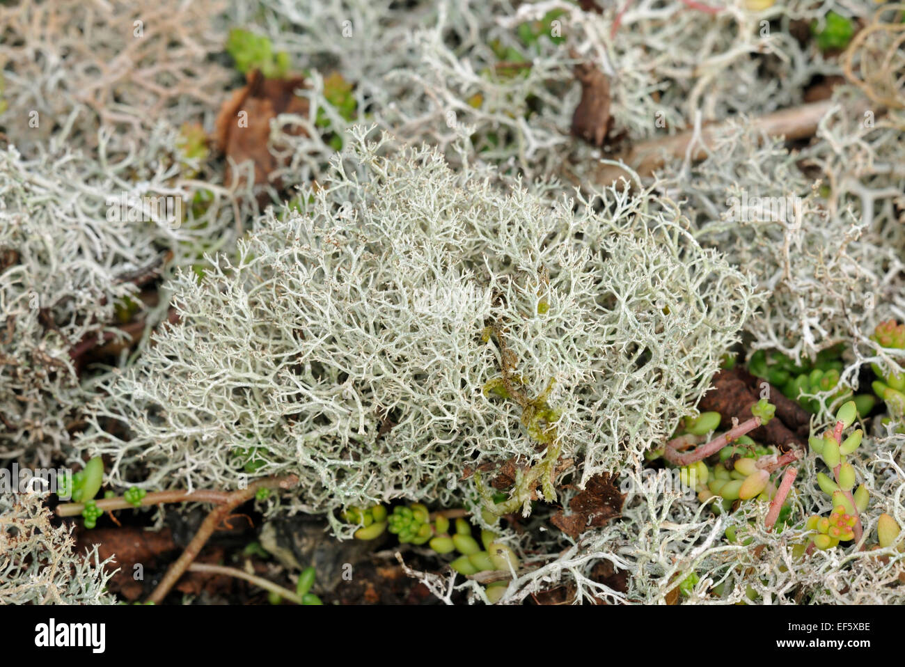 Reindeer Lichen - Cladonia sp. on disused industrial site Stock Photo ...