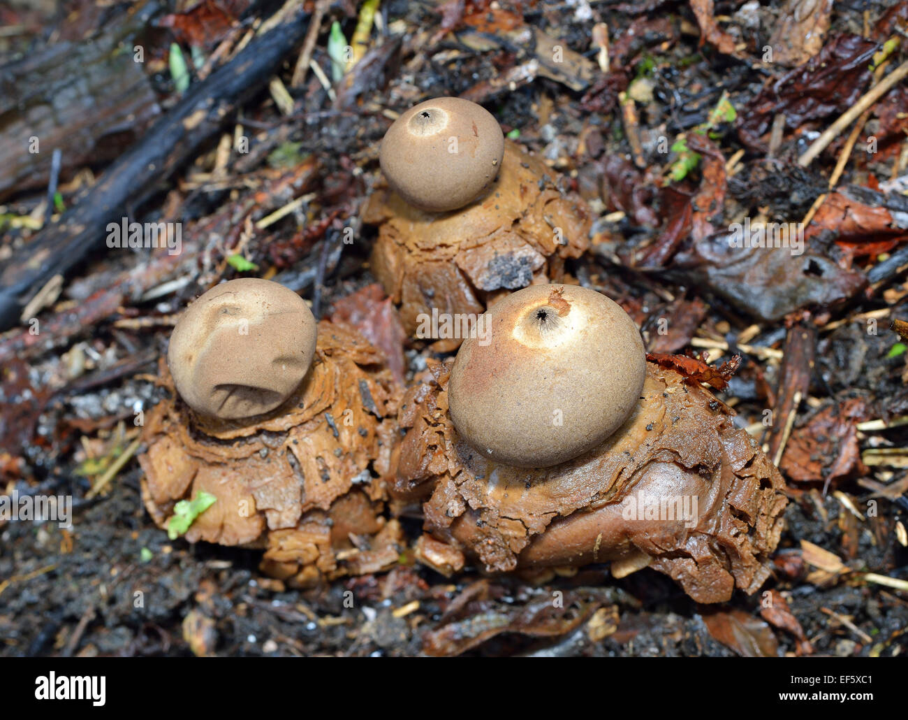 Three Earthstar fungi - Geastrum triplex in leaf litter Stock Photo - Alamy