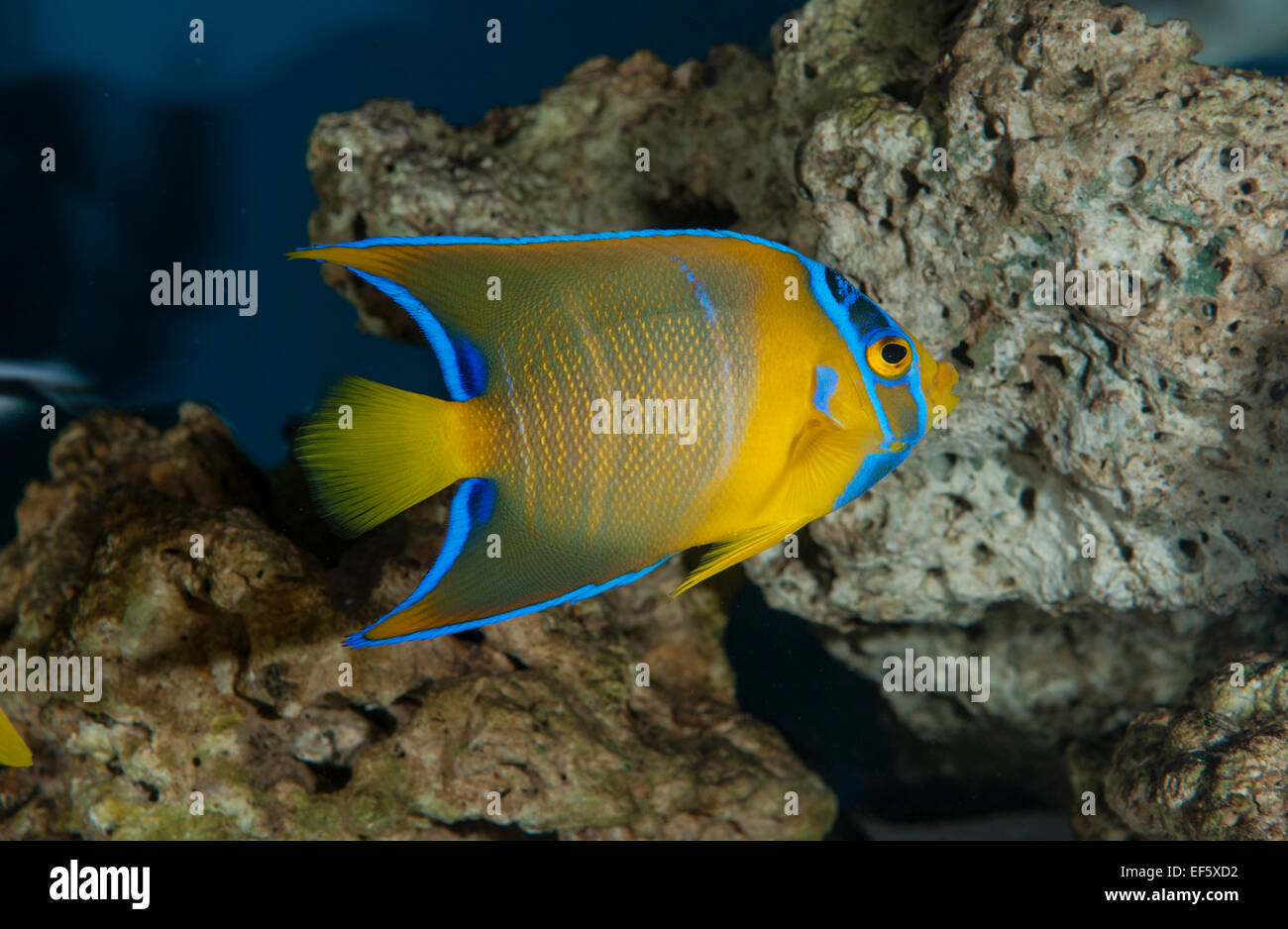 Queen Angelfish: Holacanthus ciliaris Stock Photo - Alamy