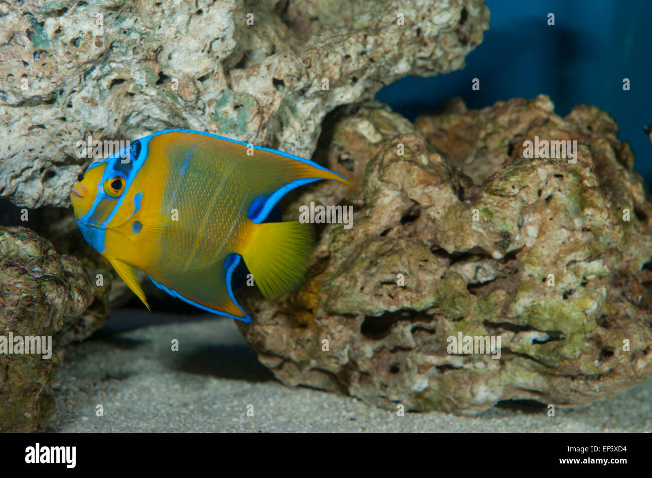 Queen Angelfish: Holacanthus ciliaris Stock Photo - Alamy
