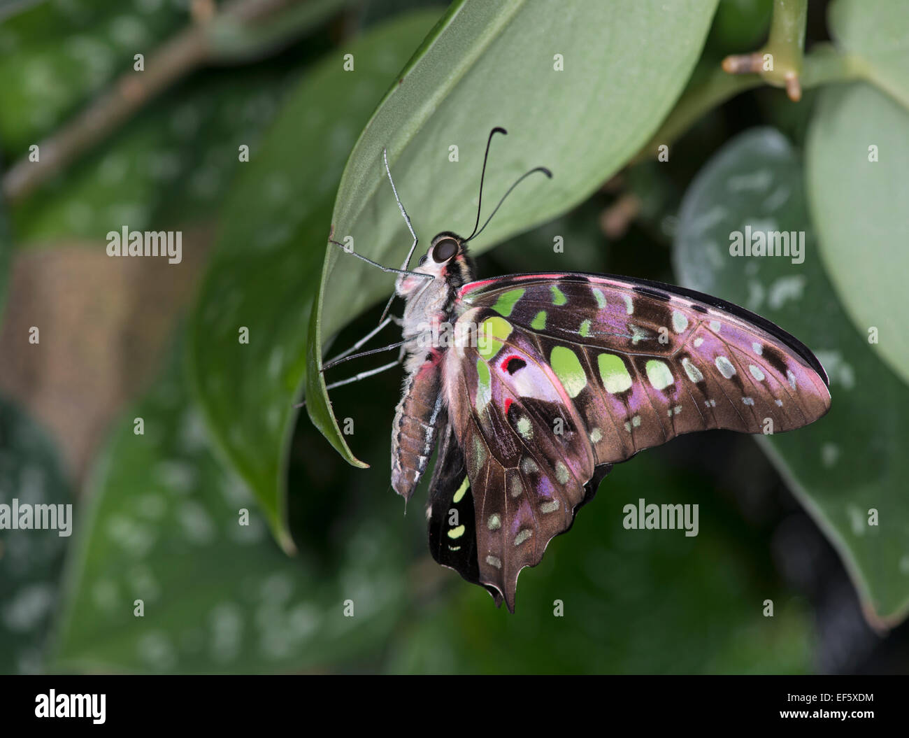 Tailed Jay Butterfly: Graphium agamemnon. Underside. Captive bred ...