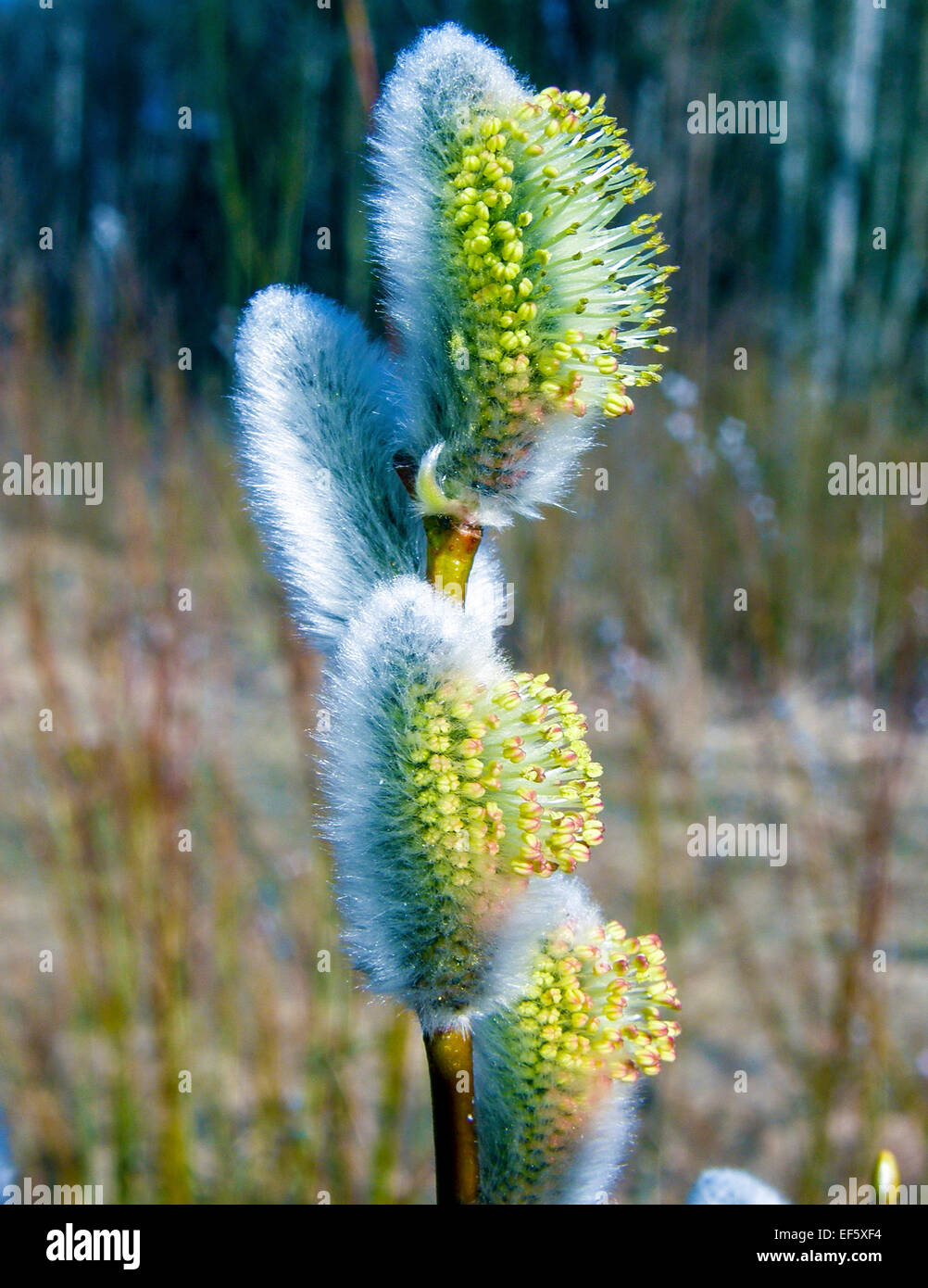Willow sprout hi-res stock photography and images - Alamy