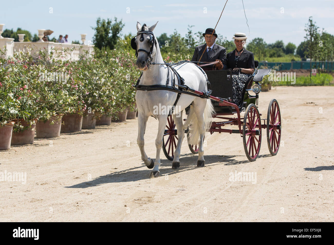 International competition for traditional carriages "La Venaria Reale ...