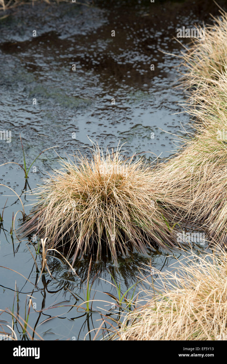 Exposed peat bog on moorland, North Yorkshire, UK Stock Photo - Alamy