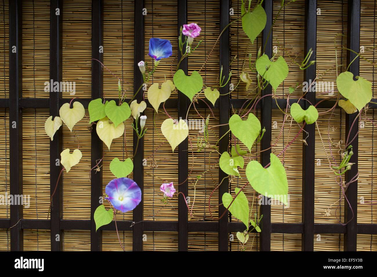 Vine and Flowers on Traditional Japanese Building Stock Photo - Alamy
