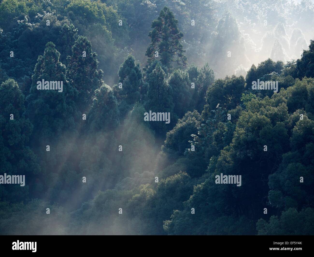 Mist in the japanese cedar forest hi-res stock photography and images ...