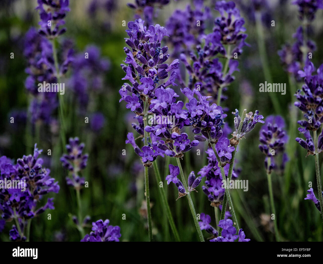 Plante bleue hi-res stock photography and images - Alamy