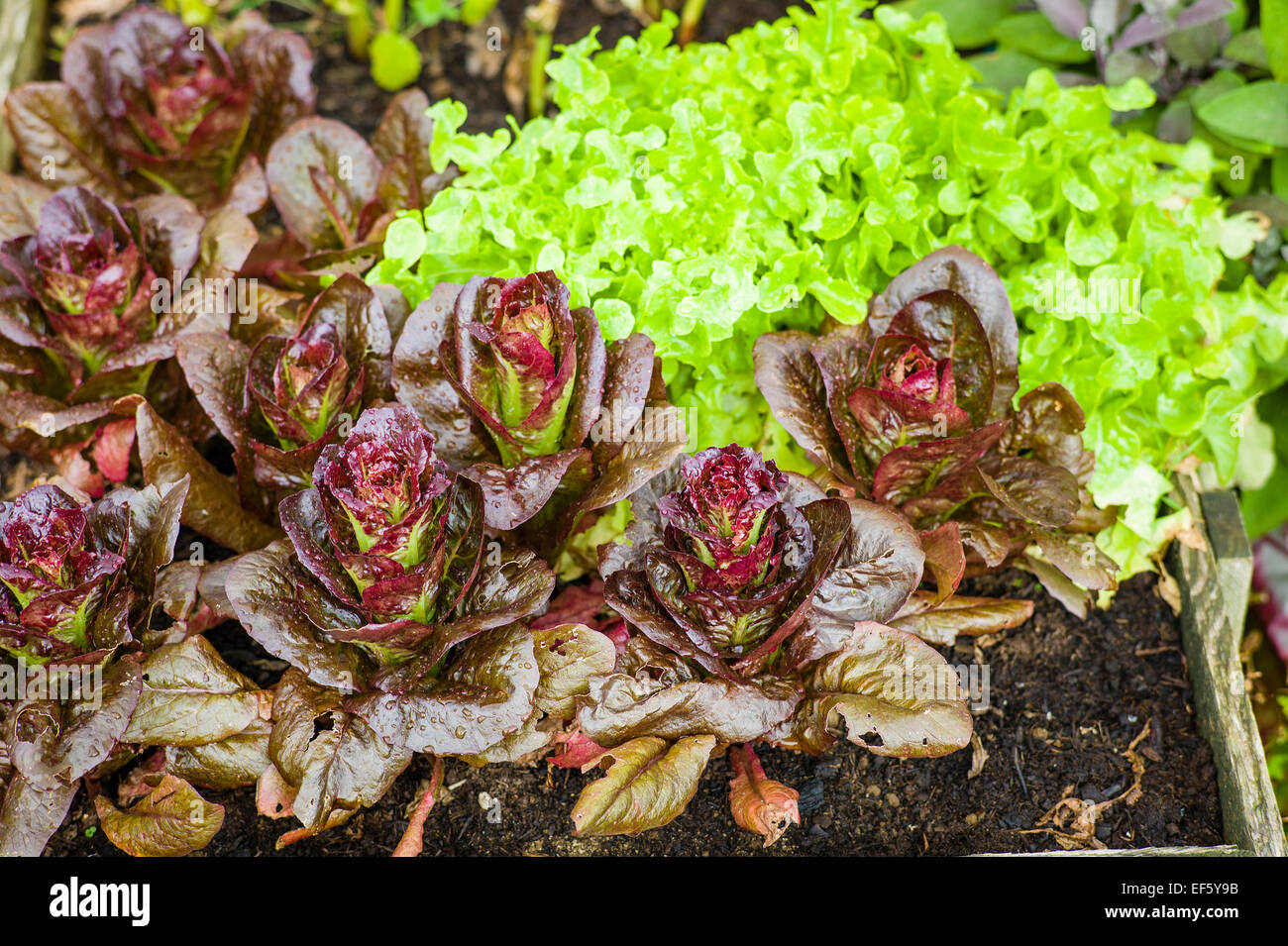 Red lettuce starting to bolt (but still edible) in a raised planter ...