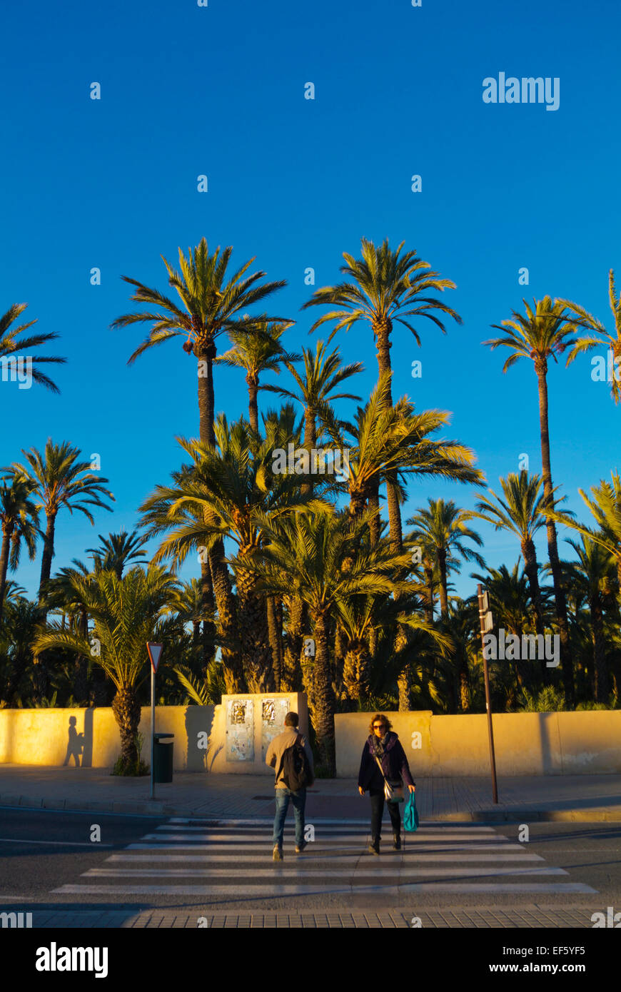 Elche elx hi-res stock photography and images - Alamy