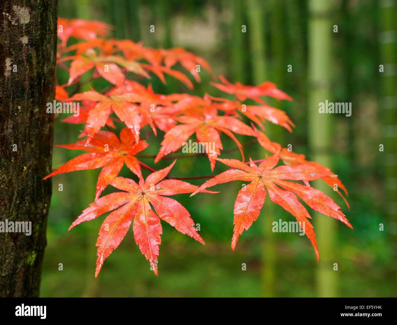 Red Maple Leaves at Tenryuji in Kyoto, Japan Stock Photo - Alamy