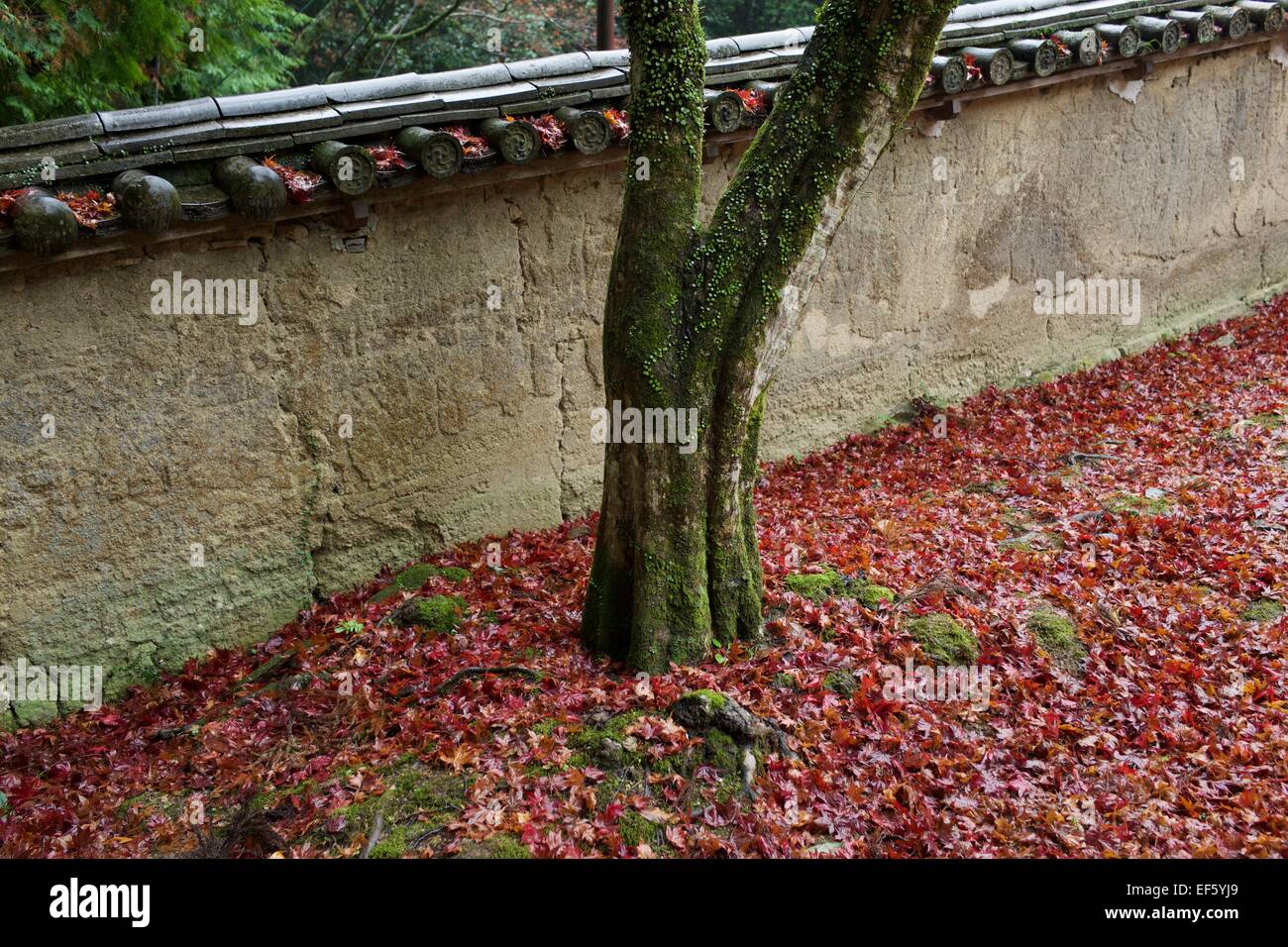 Tree, Wall and Fall Leaves at Buddhist Temple in Japan Stock Photo - Alamy