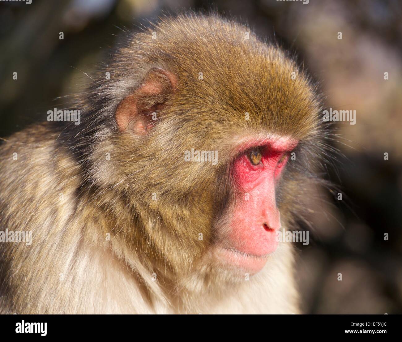 Japanese Macaque in Kyoto Stock Photo - Alamy
