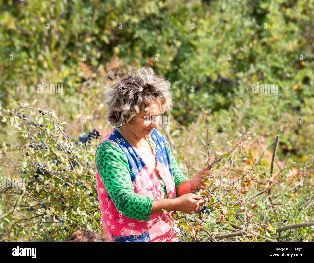 Female gypsy hi-res stock photography and images - Alamy