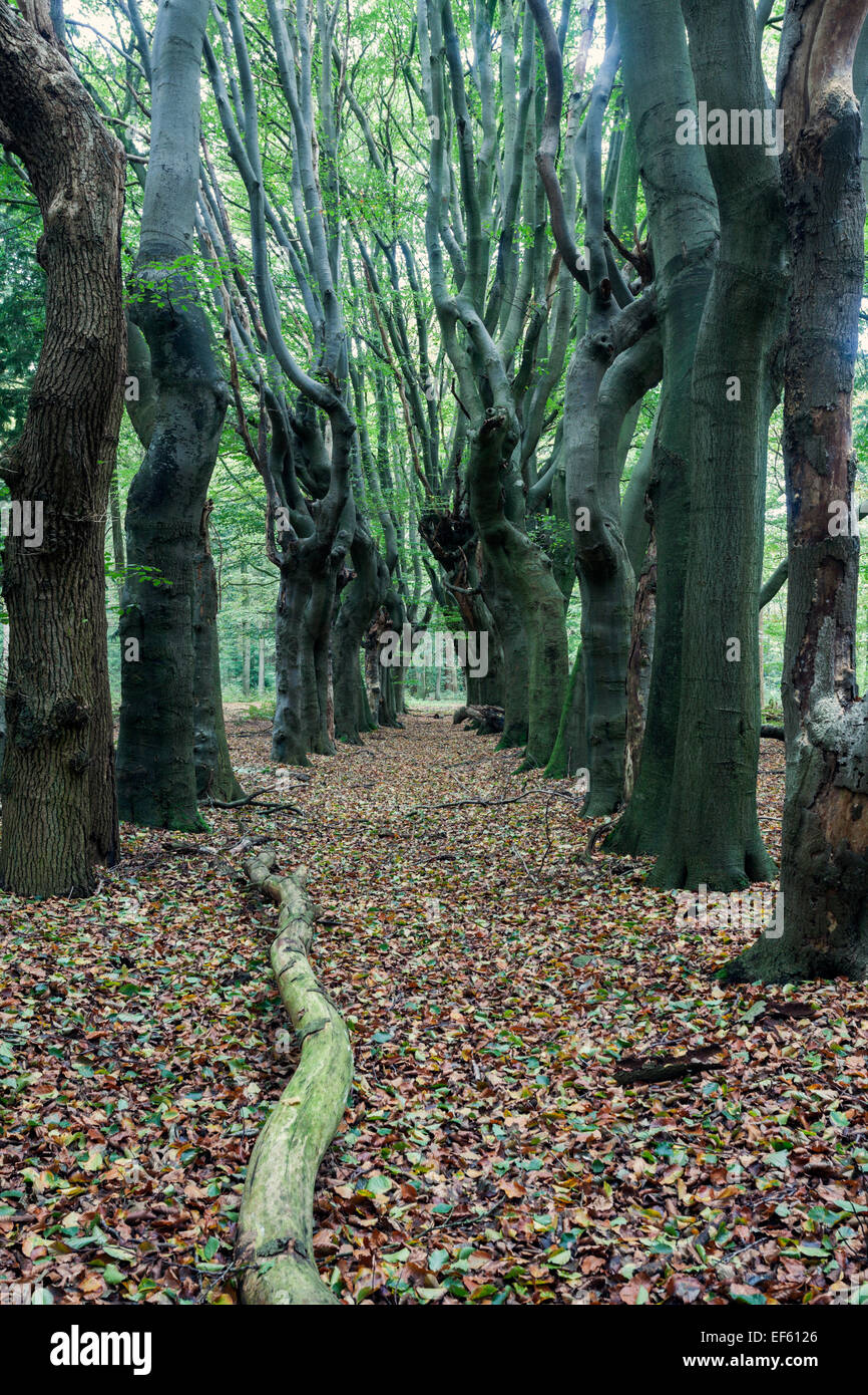 Scary tree hi-res stock photography and images - Alamy