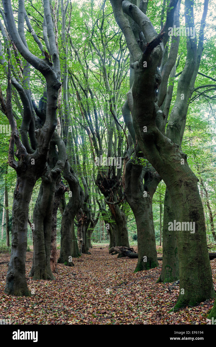 Scary tree hi-res stock photography and images - Alamy