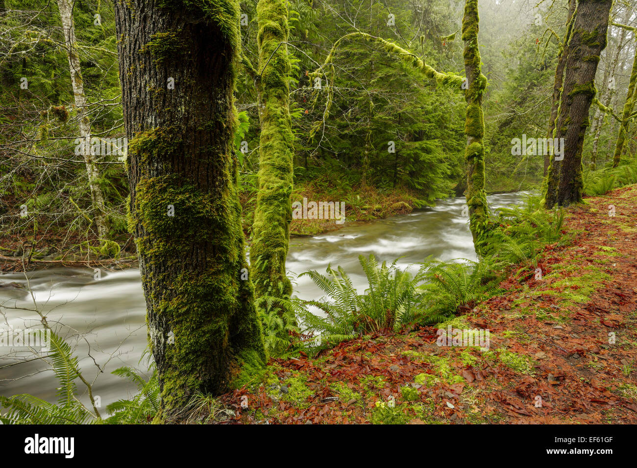 Goldstream river and trees and ferns-Victoria, British Columbia, Canada ...
