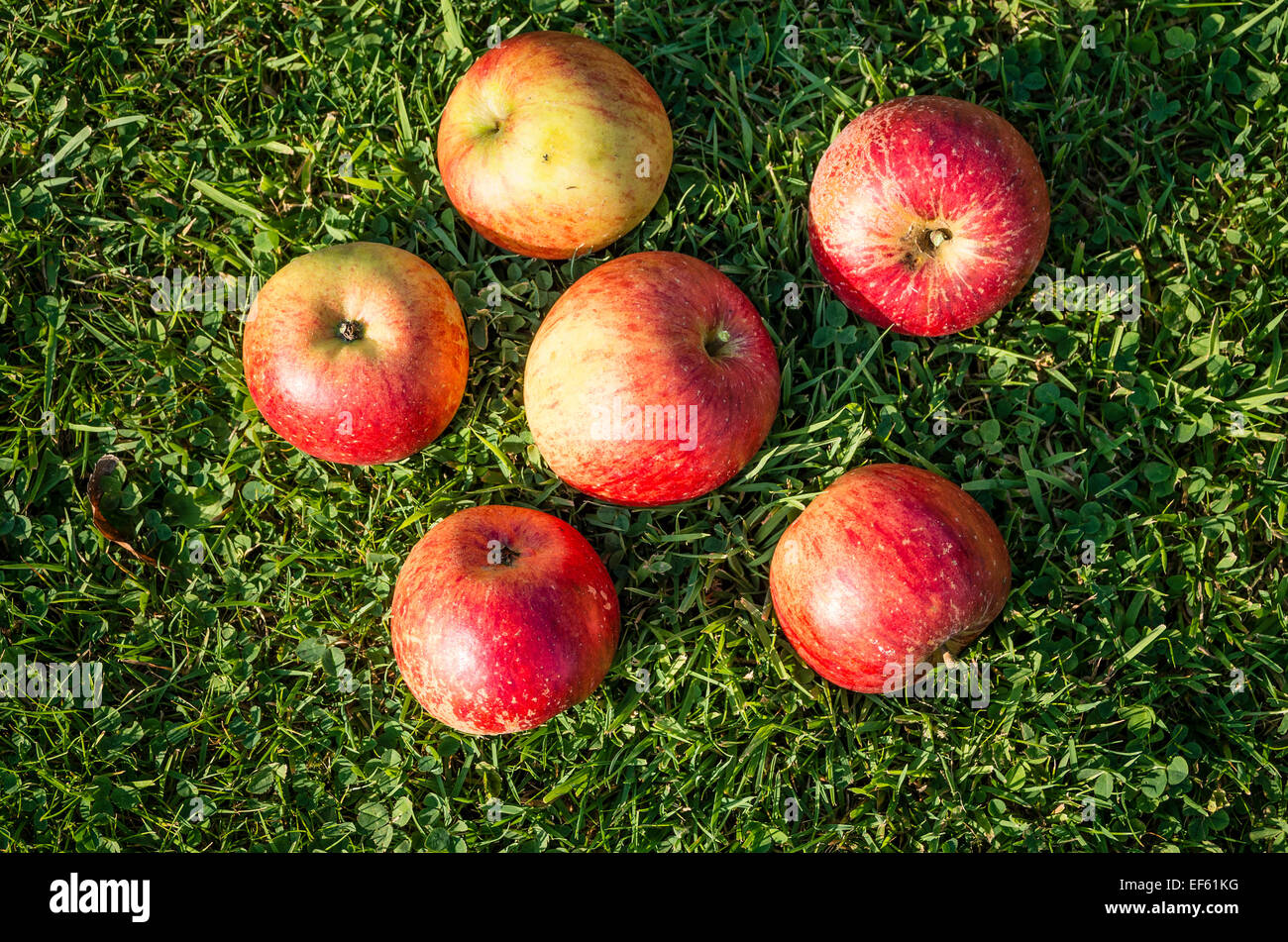 Group six apples hi-res stock photography and images - Alamy