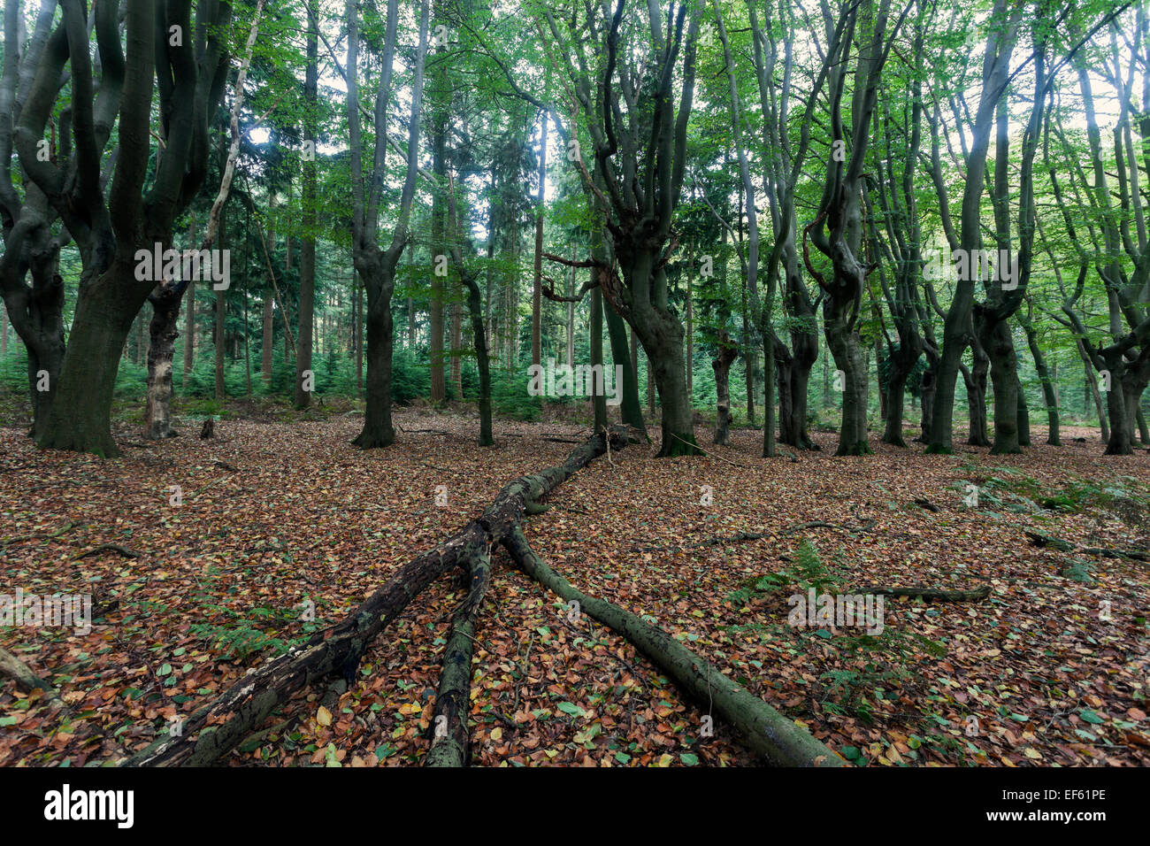 Scary trees hi-res stock photography and images - Alamy