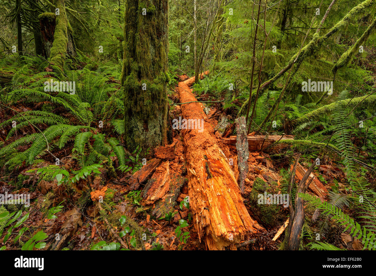 Fallen Western Red cedar tree in Goldstream Provincial Park-Victoria ...