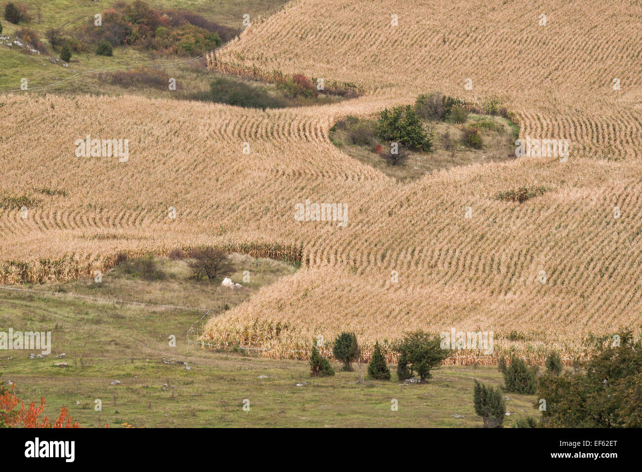Pastures and agricultural crops near Spis castle, Levoca region ...