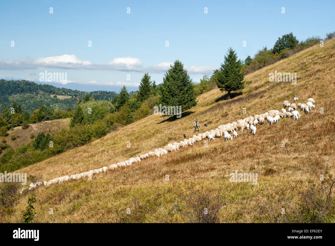 Working sheep dogs hi-res stock photography and images - Alamy