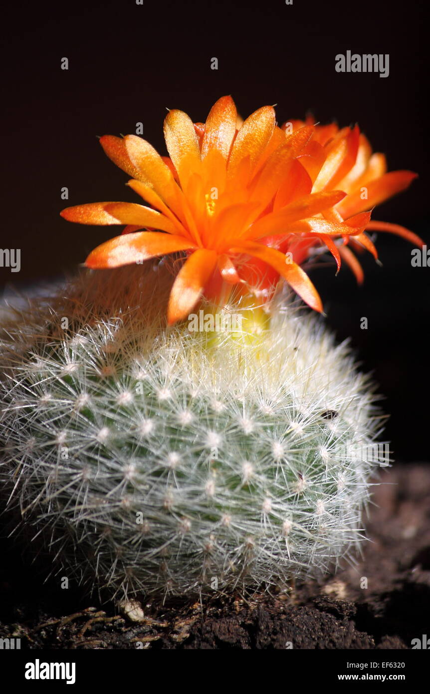 Chamaecereus silvestrii cactus with orange bloom Stock Photo - Alamy