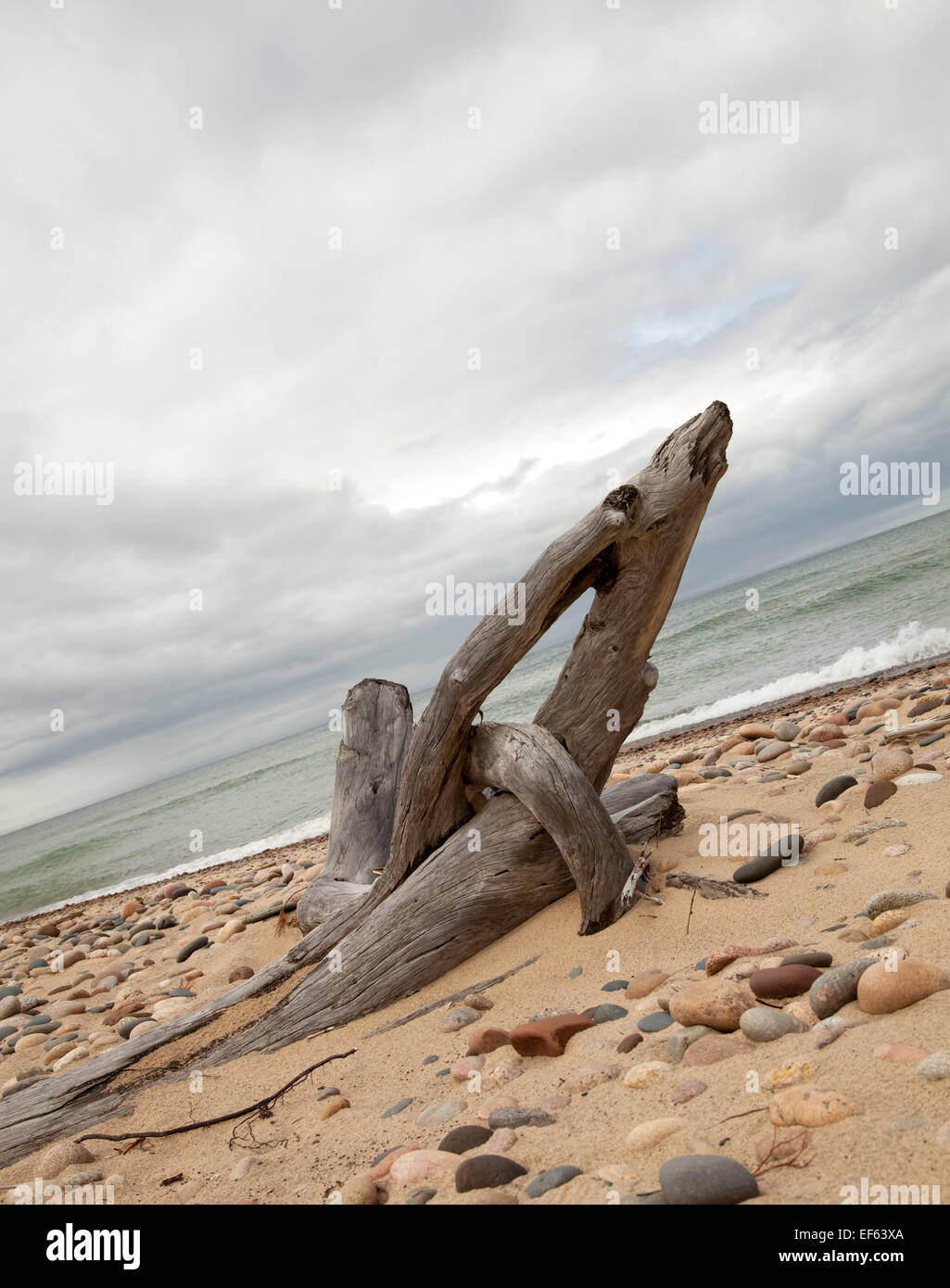 Interesting natural driftwood along beach, coast of lake Superior in ...