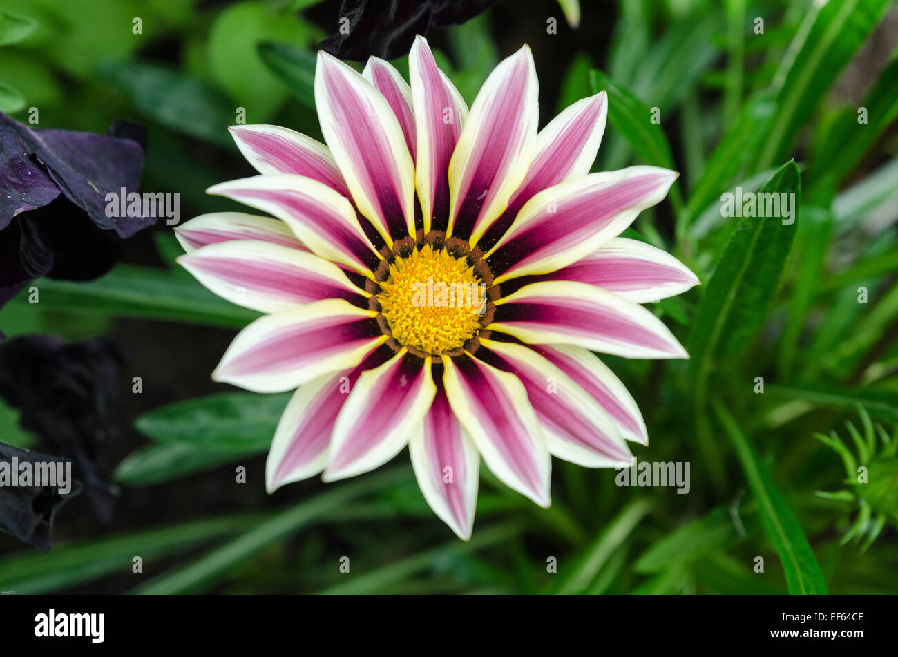 Gazalea a beutiful flower many color Stock Photo - Alamy