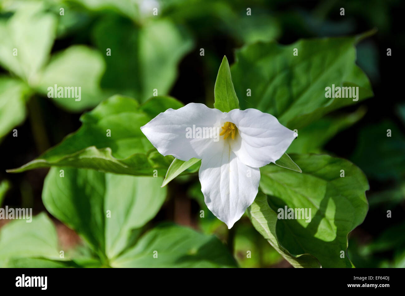 Trillium grandiflorum a beutiful white flower the flower is from USA ...