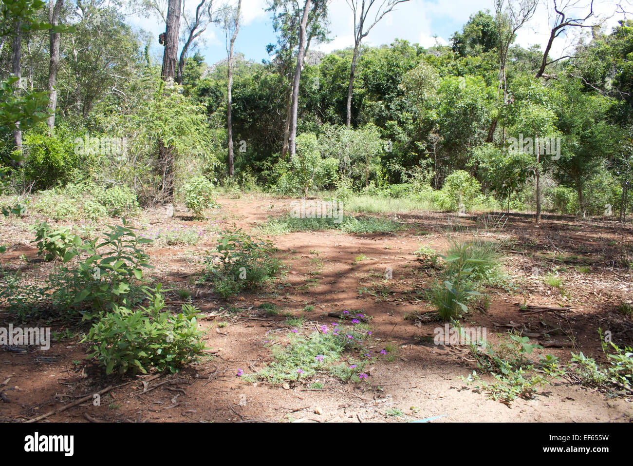 Landscape of Australian Bush Stock Photo - Alamy