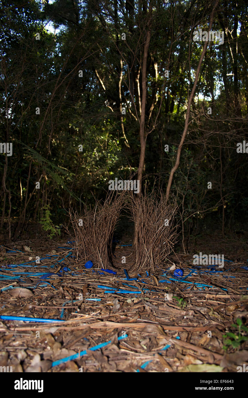 Bower bird nest hi-res stock photography and images - Alamy