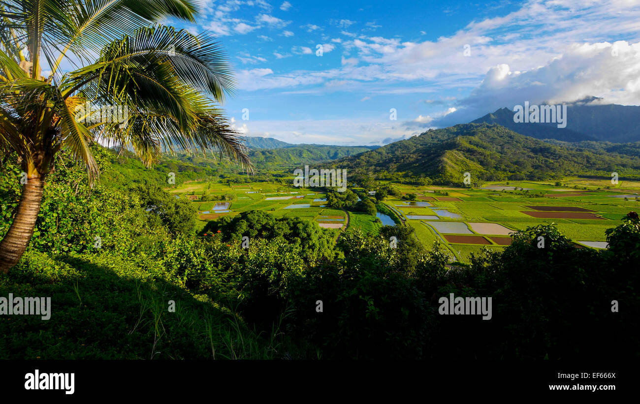 Taro Field, Hanalei Valley, lookout, Kauai, Hawaii Stock Photo - Alamy