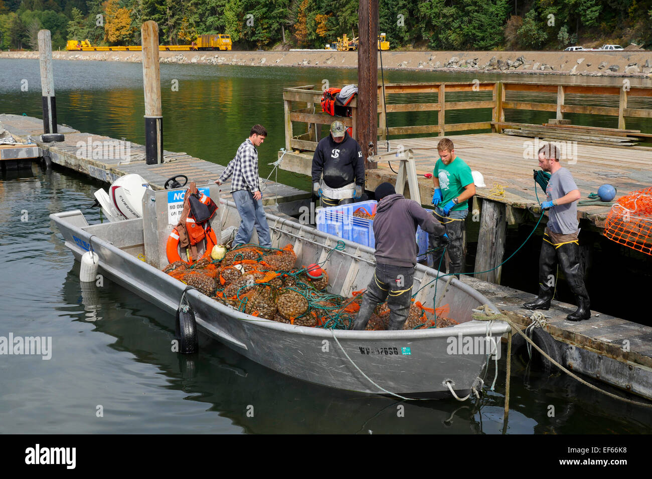 Clam, Taylor Shellfish Samish Farm Store, San Juan Islands, Puget Sound ...