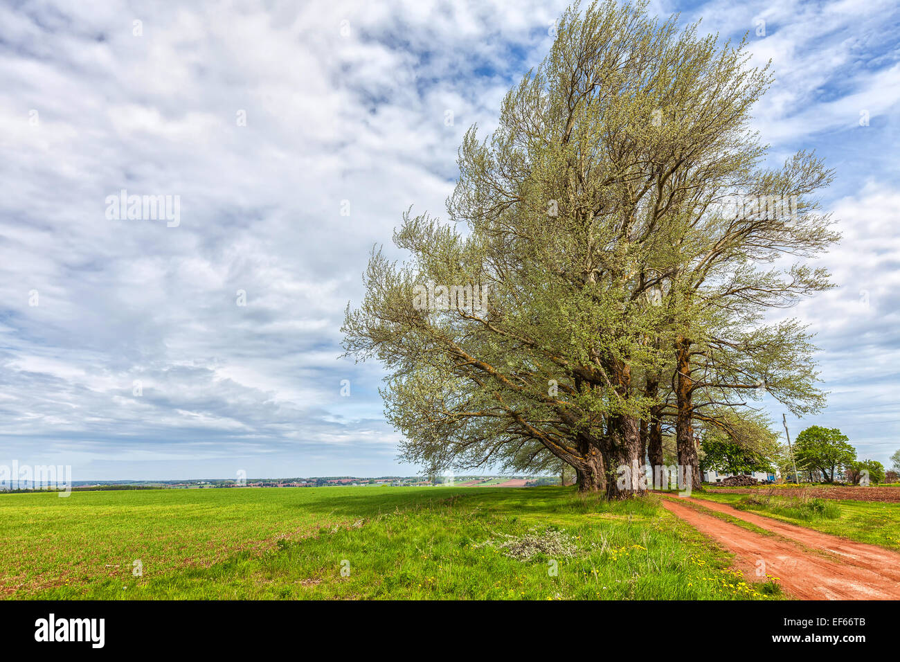 Large old poplars in a Prince Edward Island landscape Stock Photo - Alamy
