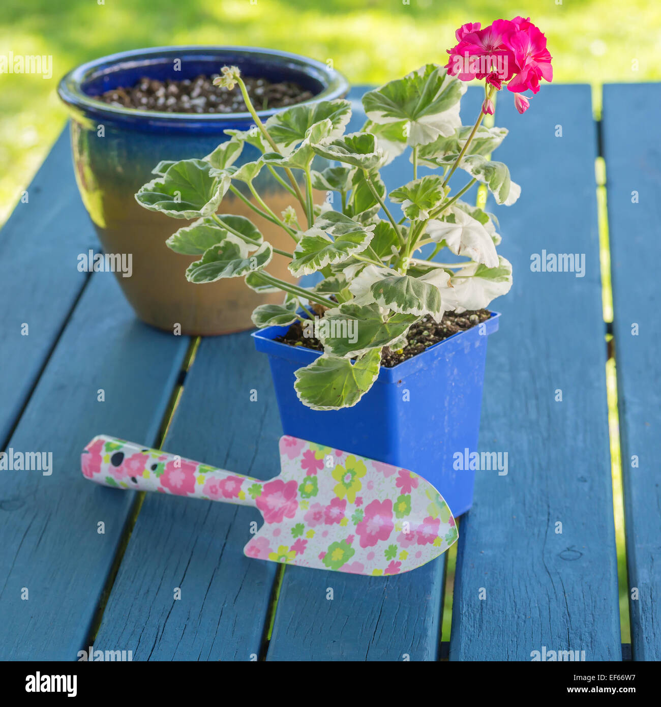 Variegated leaf geranium hi-res stock photography and images - Alamy