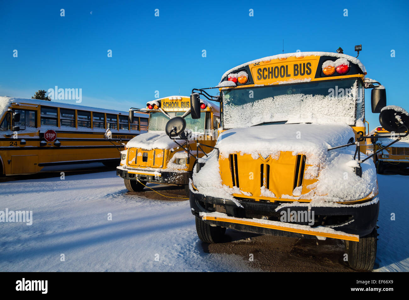 School buses covered in newly fallen snow Stock Photo - Alamy