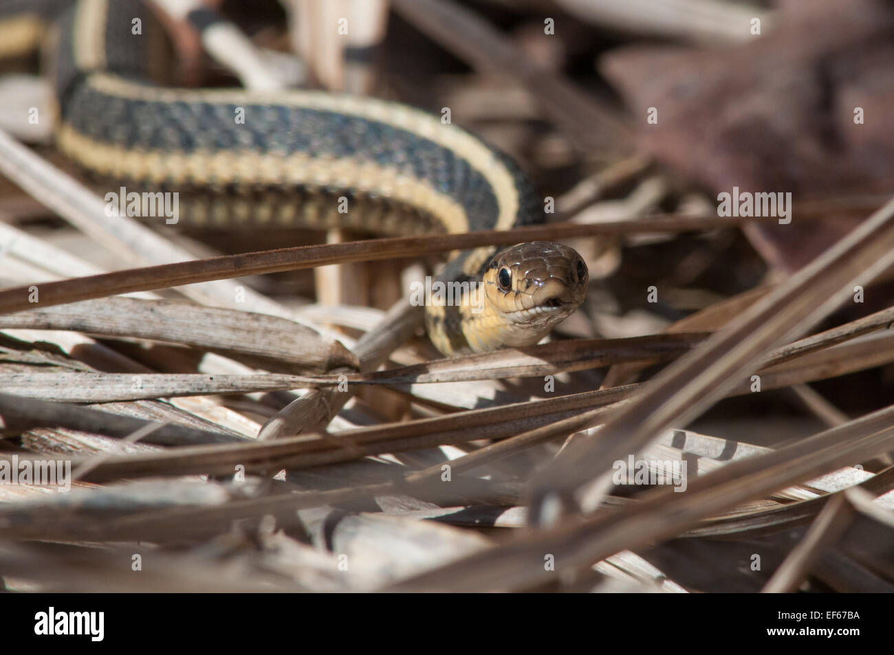 Butler's Garter Snake emerging in the spring Stock Photo - Alamy