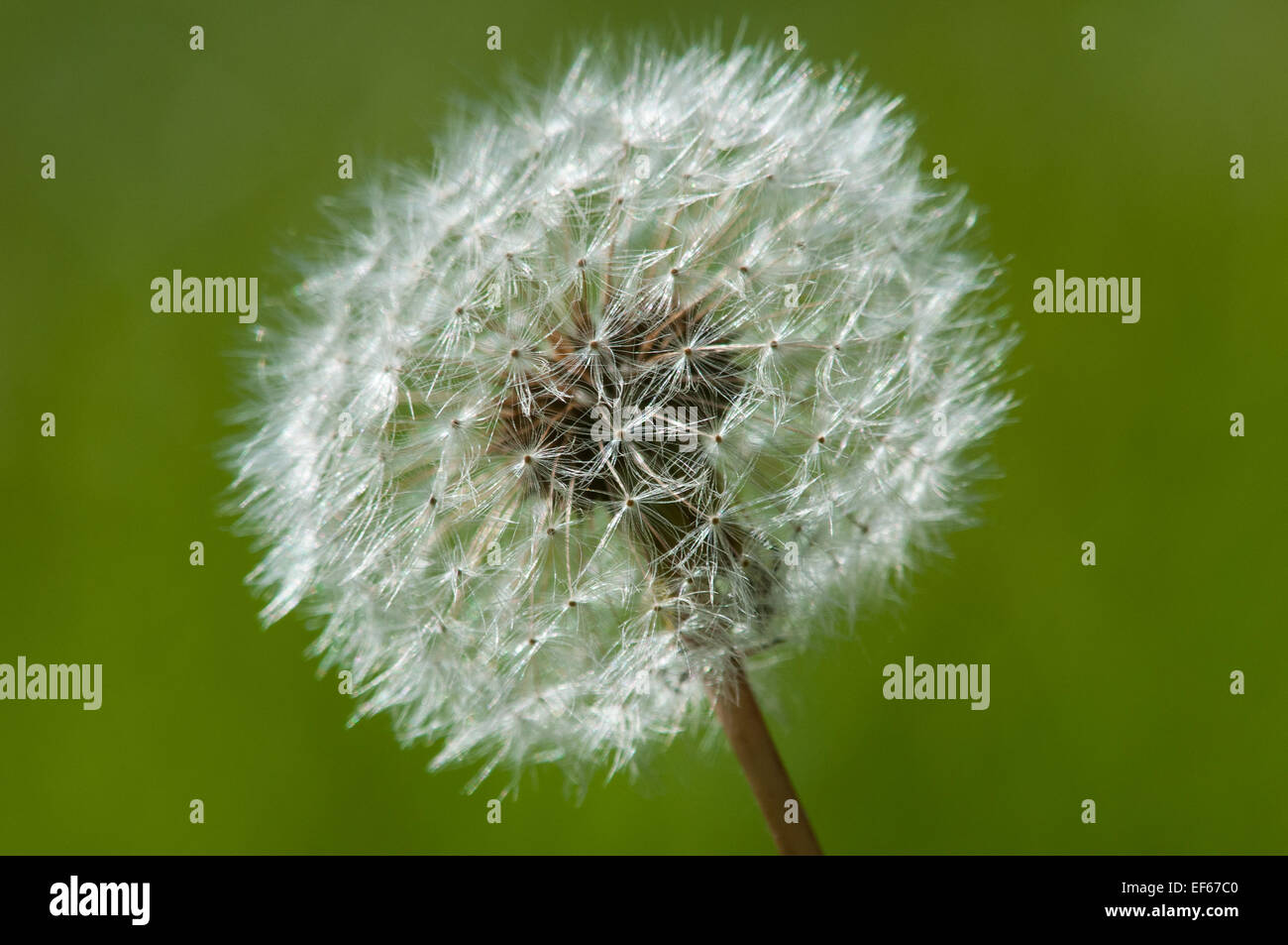 Dandelion seedling hi-res stock photography and images - Alamy