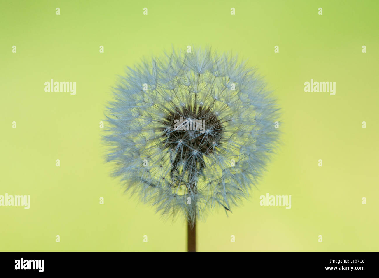 Dandelion seedling hi-res stock photography and images - Alamy