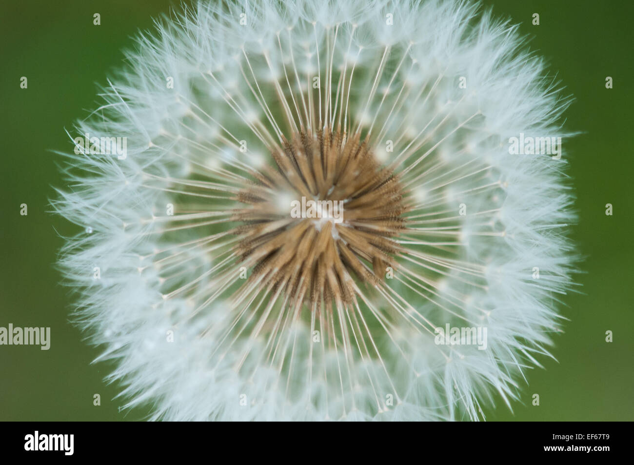 Dandelion seedling hi-res stock photography and images - Alamy