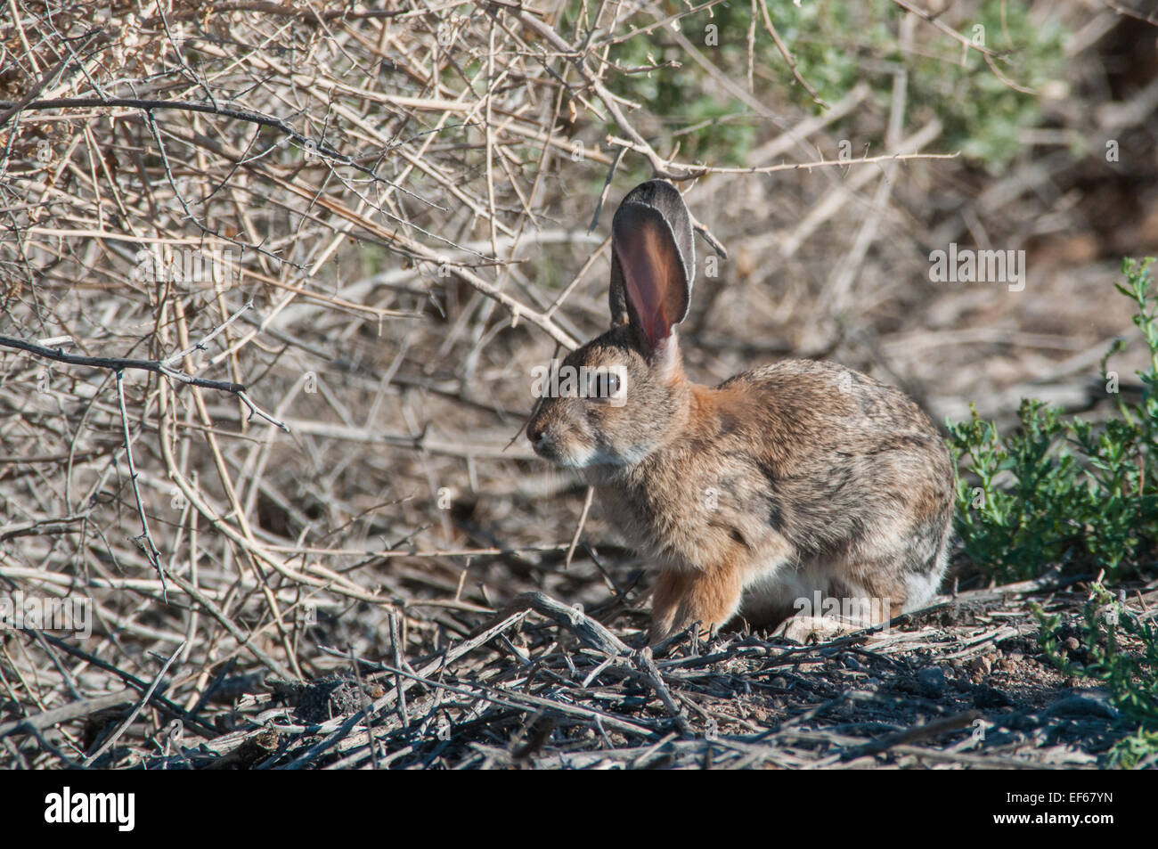 Nevada desert wildlife hi-res stock photography and images - Alamy