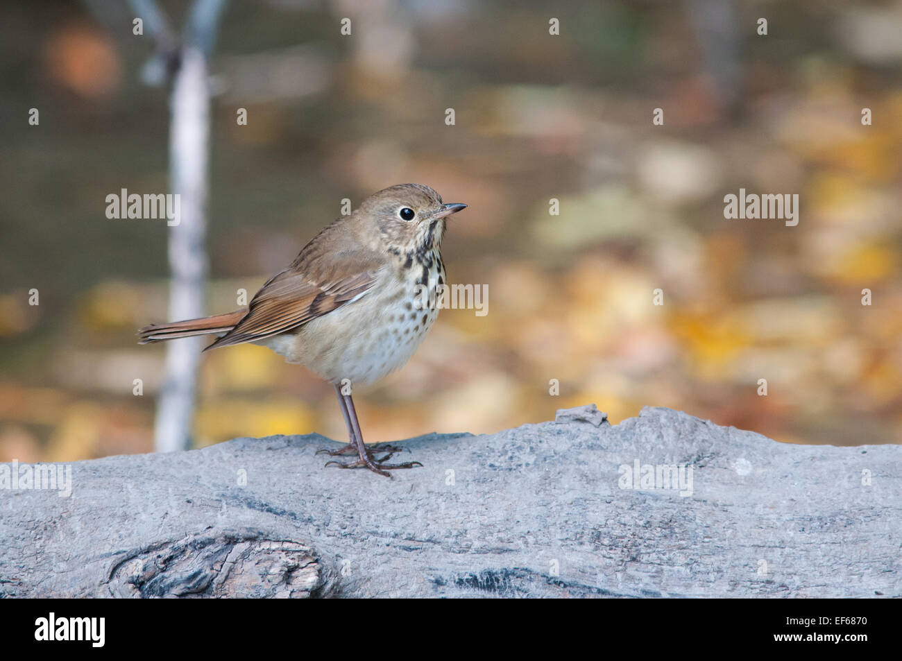Hermit thrush bird flying hi-res stock photography and images - Alamy