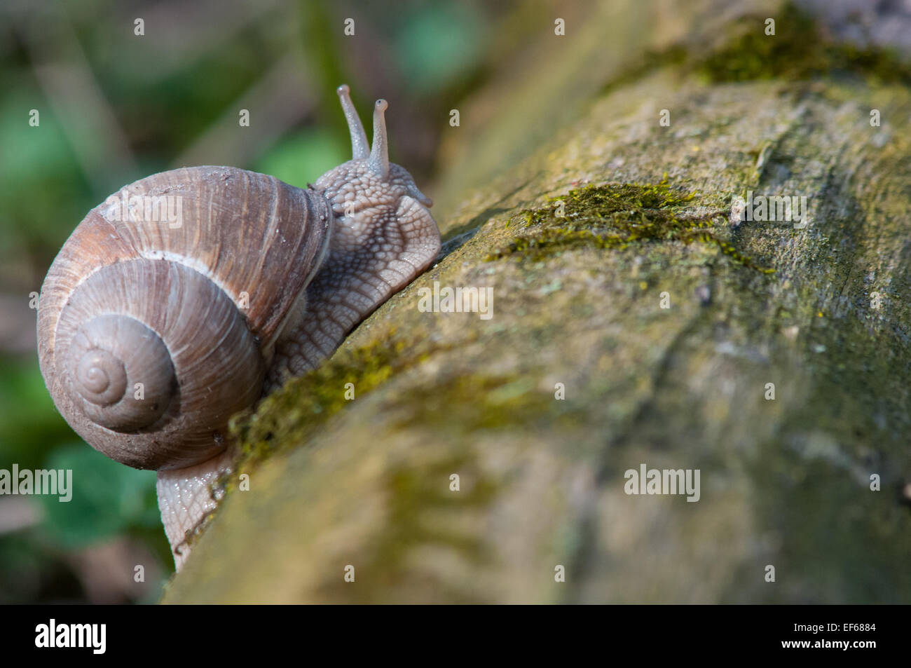 Land Snail on a log in the spring Stock Photo - Alamy