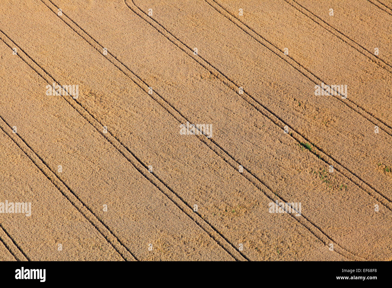 Aerial view of a large field of wheat crops ready for harvesting Stock ...