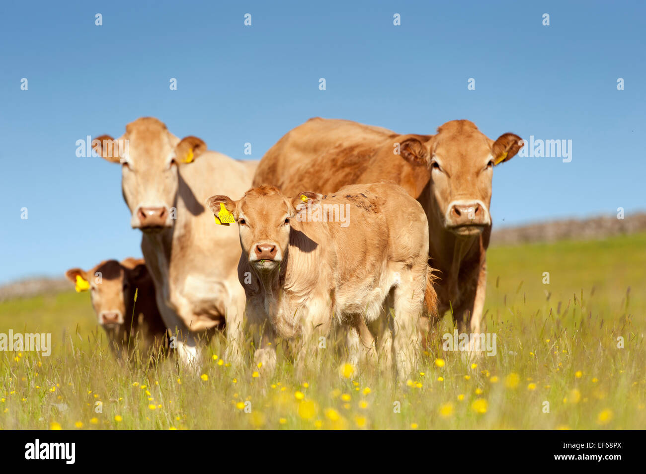 Suckler beef cattle in pasture, Cumbria, UK Stock Photo - Alamy
