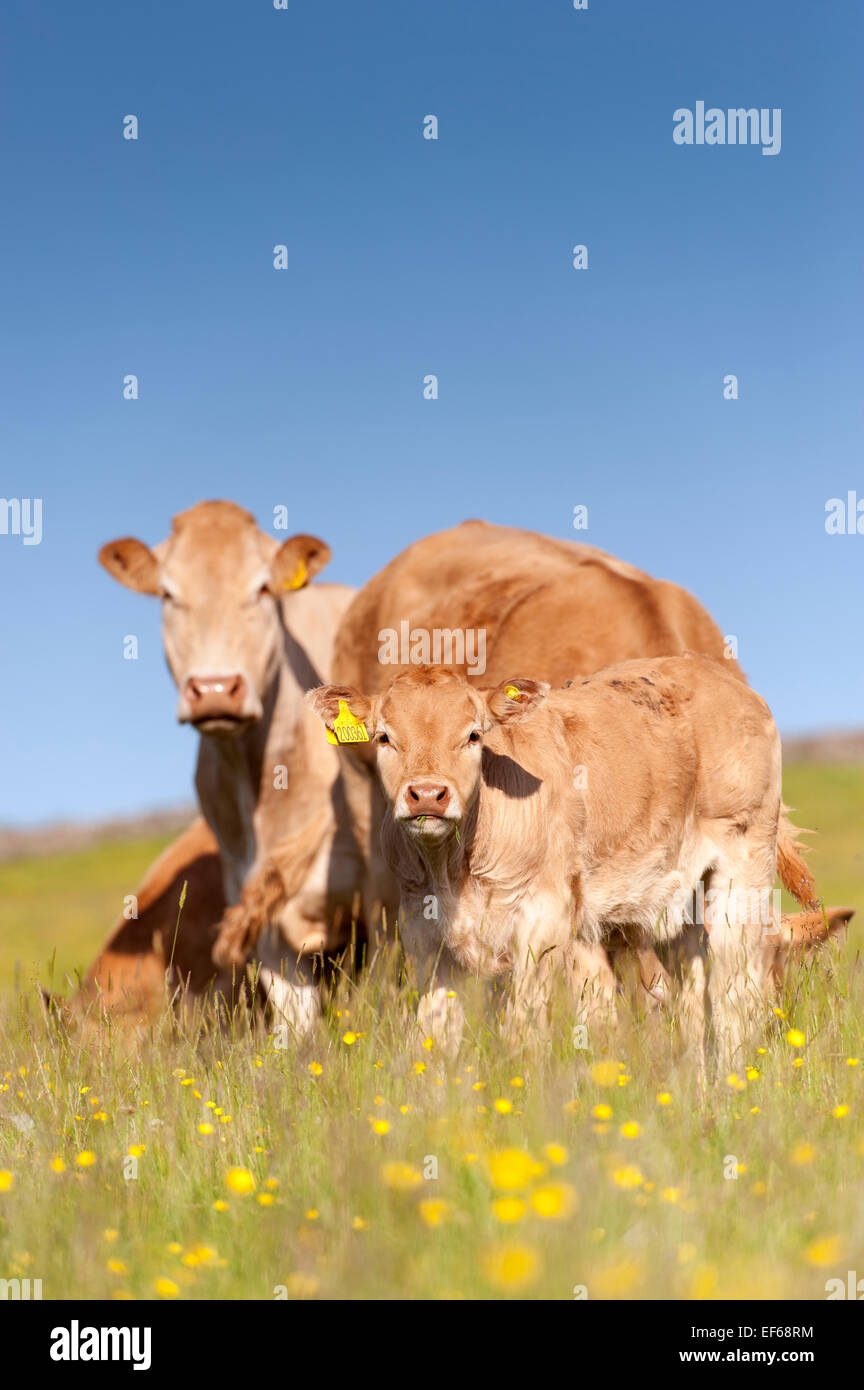 Suckler beef cattle in pasture, Cumbria, UK Stock Photo - Alamy