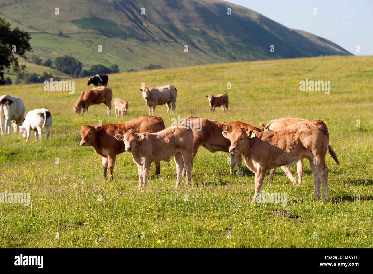Suckler beef cattle in pasture, Cumbria, UK Stock Photo - Alamy