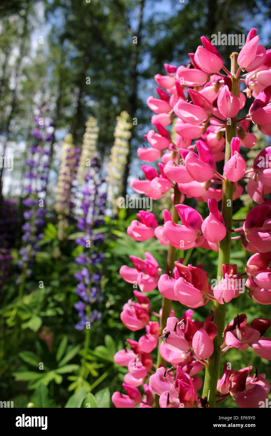 A flower, called lupiini in finnish, lupine or lupin in english ...