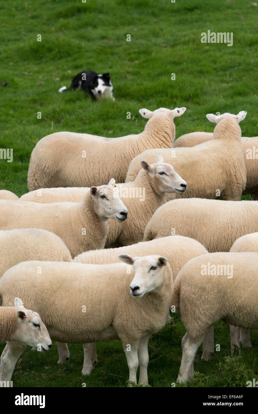 Border Collie sheepdog working a flock of sheep, Cumbria, UK Stock ...